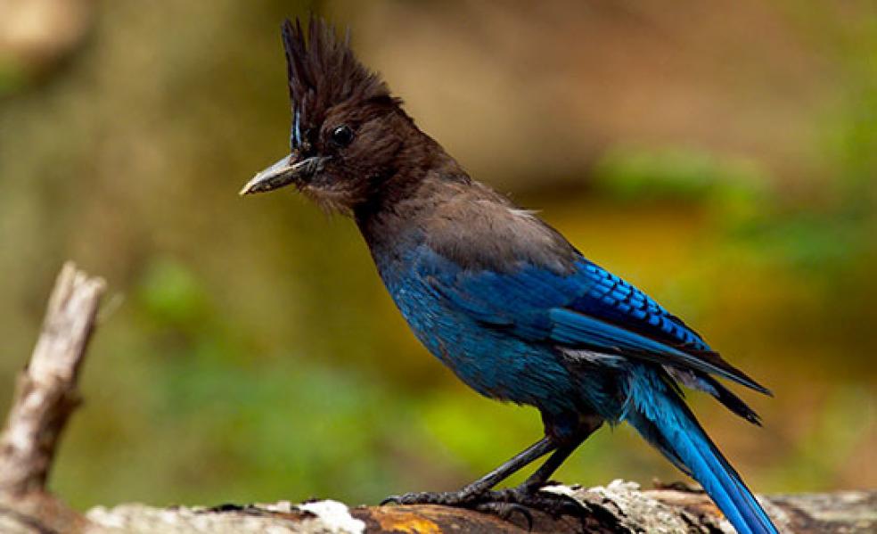 Local Birds in the Spotlight in PBS’s ‘Natural Born Hustlers ...