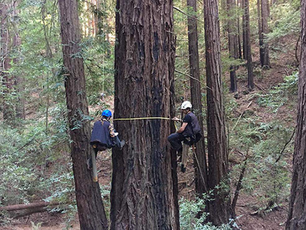 Save the Redwoods League and HSU Research Confirms Redwoods' Role in ...