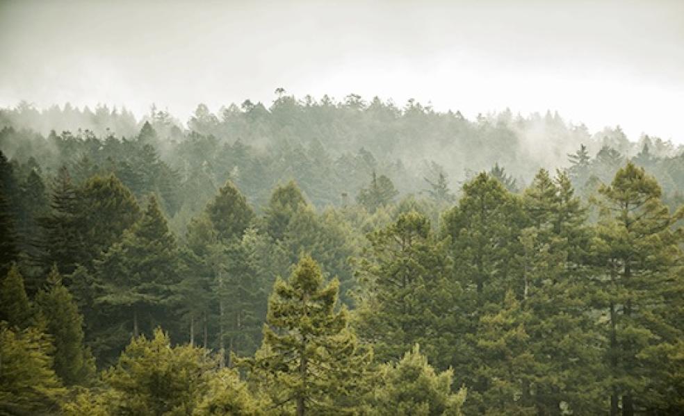 The Role of Warming Climate on Forest Reproduction | Humboldt NOW | Cal ...