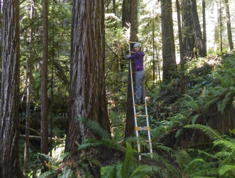 Researchers Explore Unique Vocalizations of the Humboldt's Flying ...